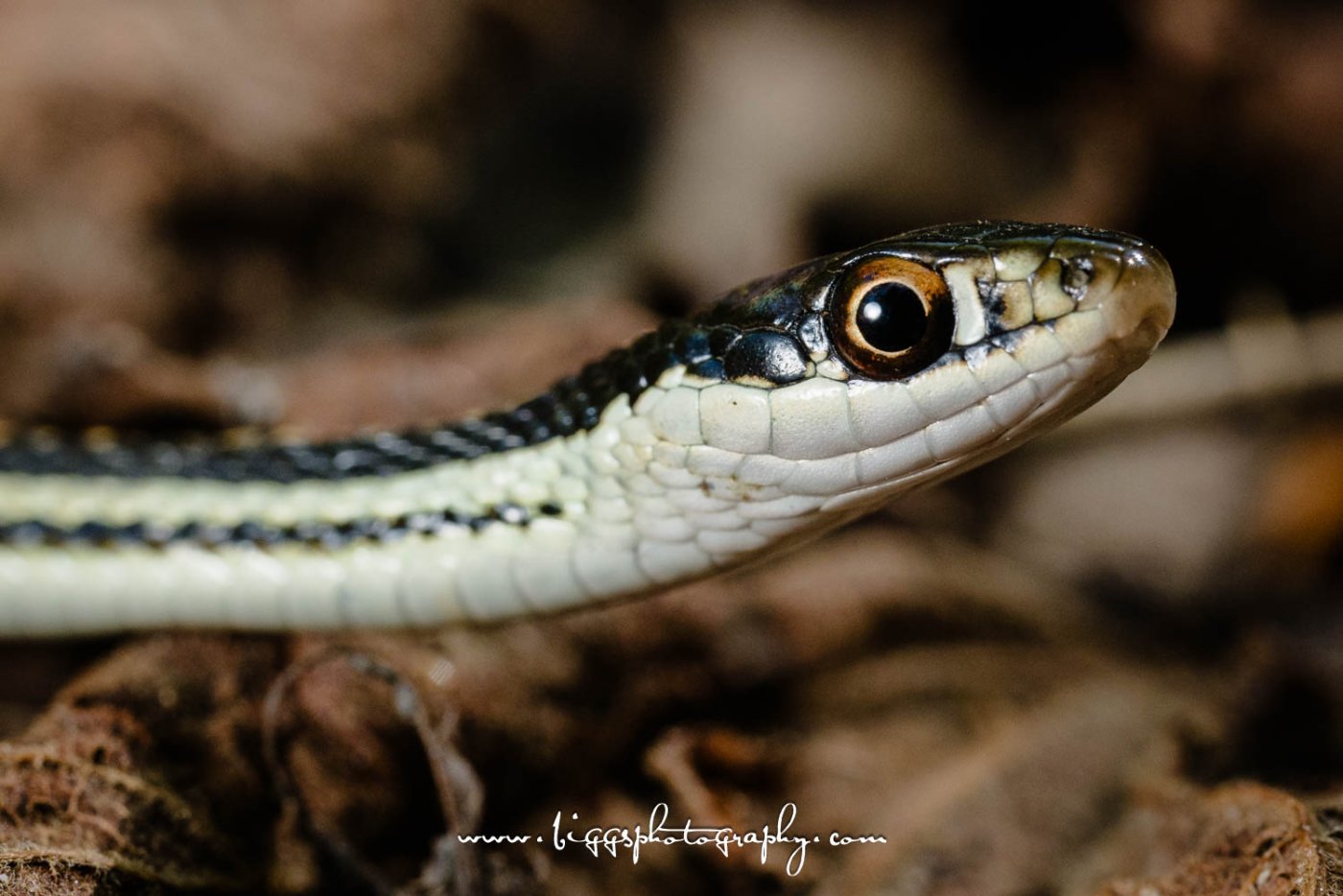 Snake Road - Biggs Photography