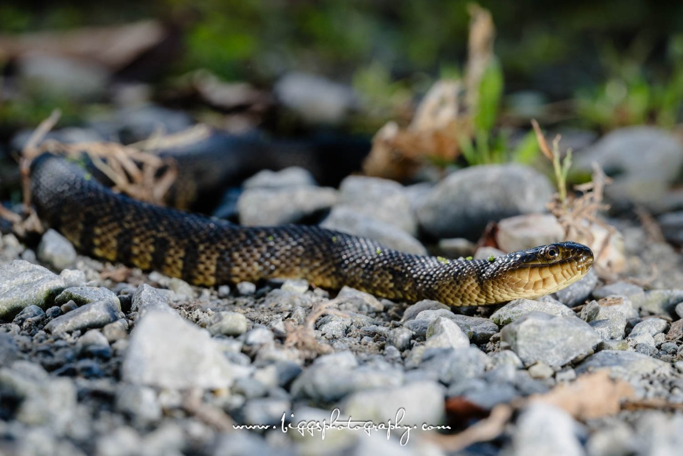Snake Road - Biggs Photography