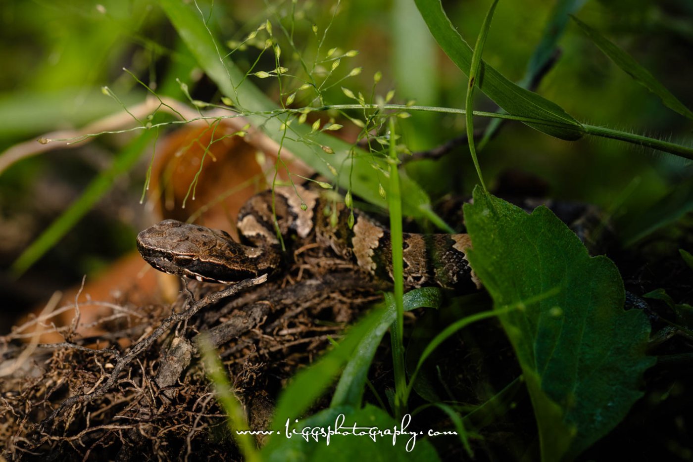 Snake Road - Biggs Photography